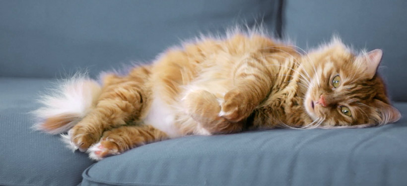 Scratch Experts — Decker